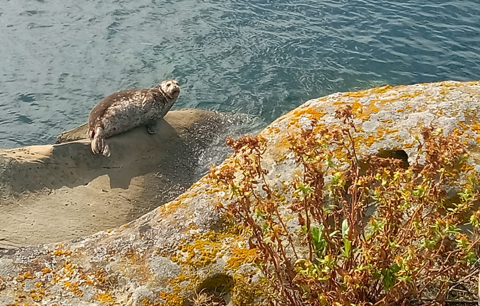A seal of approval at Barbara’s bench – Cantwell's Reef